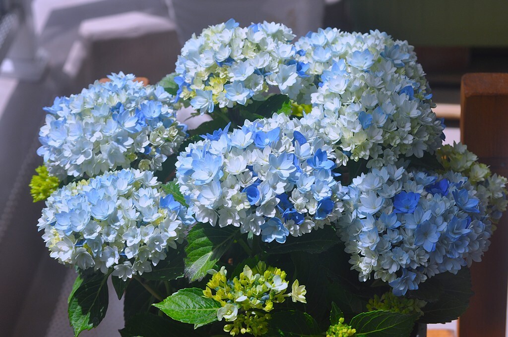 母の日・・・星あつめ: 和みを求めて