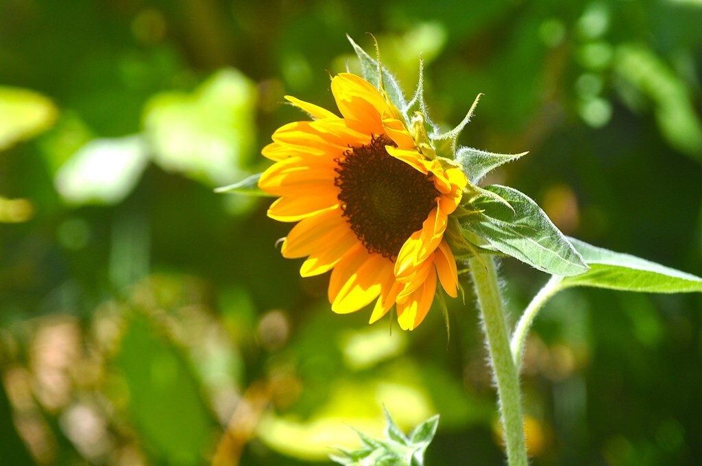 危険な猛暑 : 和みを求めて
